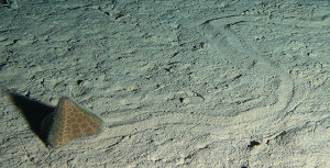Rattail fish • MBARI