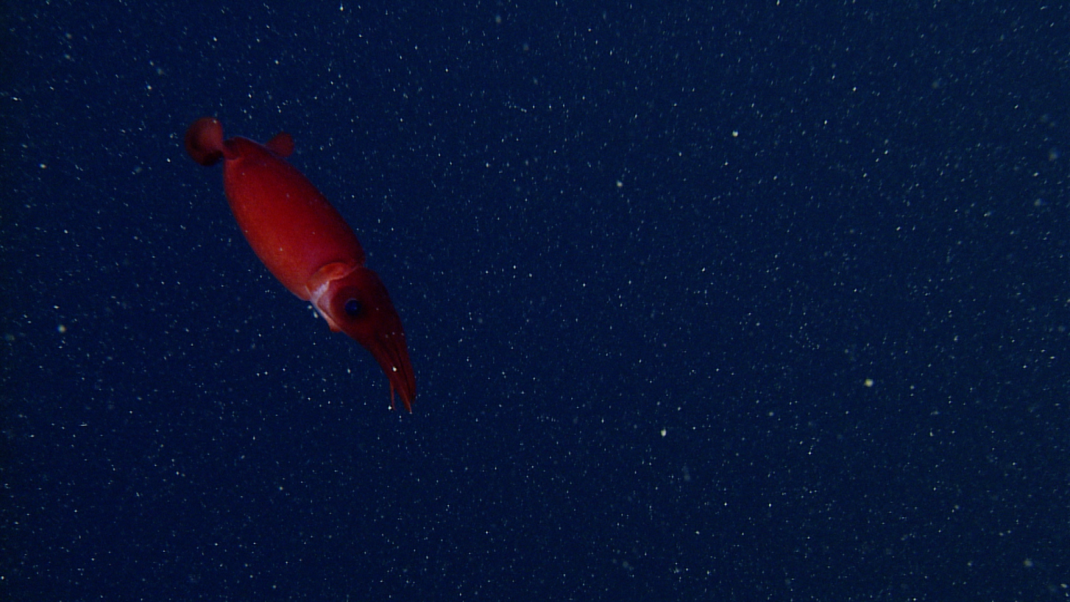 Animals of the Deep • MBARI