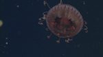 Scientists discover a new species of deep-sea crown jelly in Monterey ...