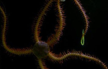 Collecting benthic ctenophores | MBARI