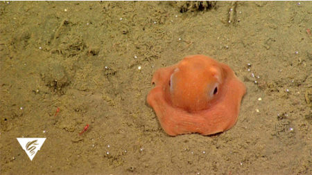 Flapjack octopus • MBARI
