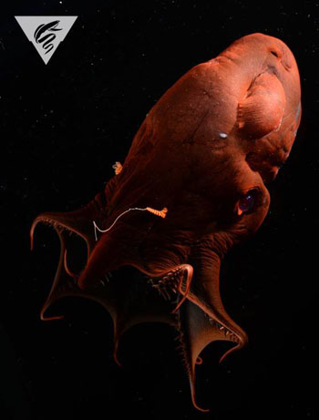 Vampire Squid Anatomy