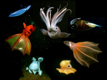 Celebrating cephalopods • MBARI