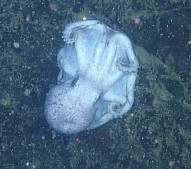 Deep-sea octopus broods eggs for over four years—longer than any known ...