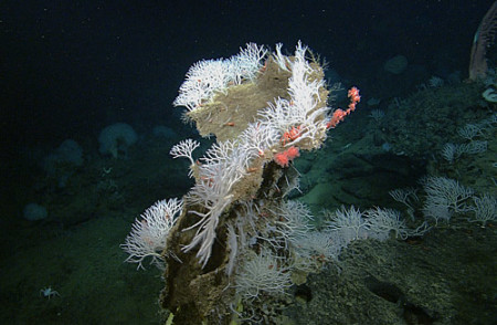 Harp sponge • MBARI