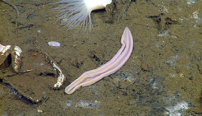 Balloon worm • MBARI