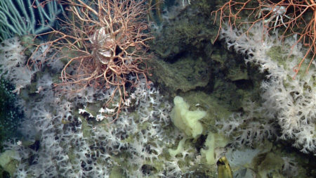 Bamboo coral • MBARI