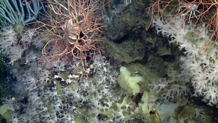Bamboo coral • MBARI