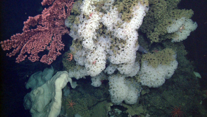 Deep-sea bamboo corals at Guide Seamount • MBARI