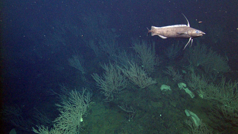 Deep-sea bamboo corals at Guide Seamount • MBARI