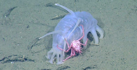 Young king crabs found hitchhiking on sea pigs • MBARI