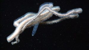 Understanding human threats to the Earth's largest habitat—the deep sea ...