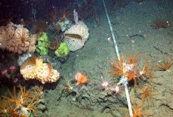 Life on the line—Studying the environmental effects of a deep-sea ...