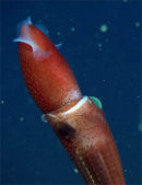The curious eyes of the cockeyed squid • MBARI