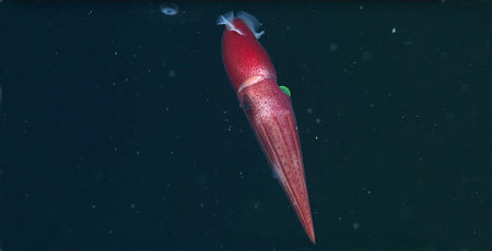 The curious eyes of the cockeyed squid • MBARI