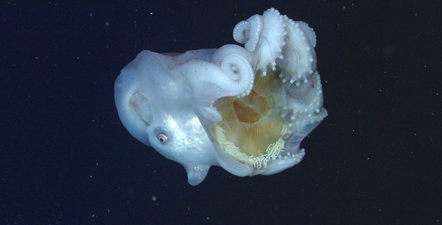 Seven-arm octopus • MBARI