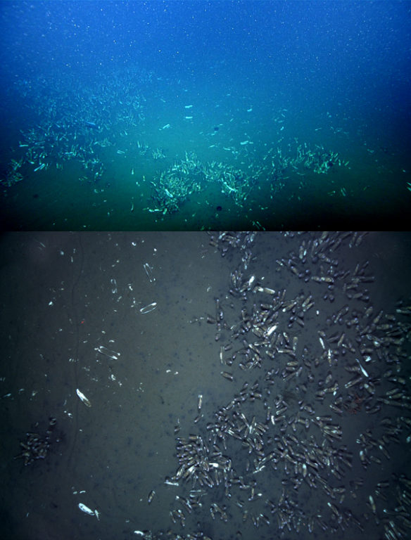 Ocean Imaging Expedition - Log 3 • MBARI