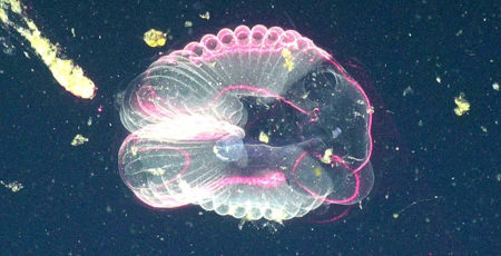 Lasers shed light on the inner workings of the giant larvacean • MBARI