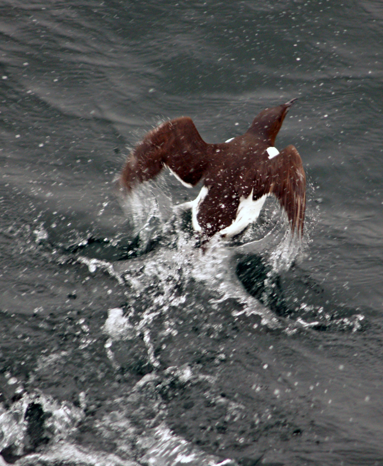 Murres dive into acoustic ecology • MBARI
