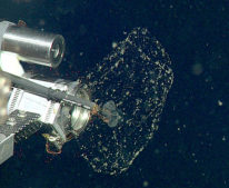 Larvaceans provide a pathway for transporting microplastics into deep ...