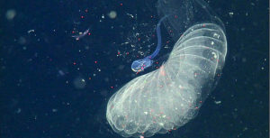 Larvaceans provide a pathway for transporting microplastics into deep ...