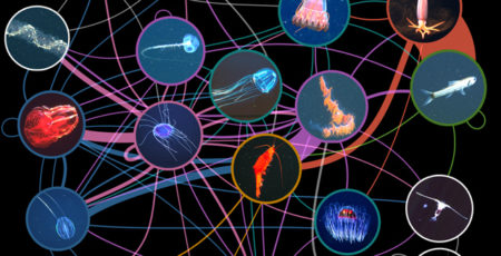 Unique field survey yields first big-picture view of deep-sea food webs ...