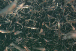 Market squid tell a tale of two krill • MBARI