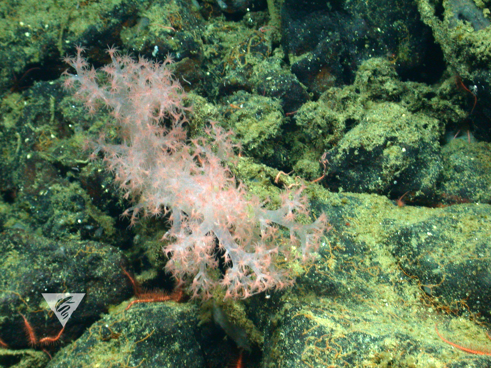 Oceans of biodiversity • MBARI