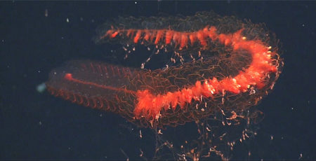 Pigbutt worm • MBARI