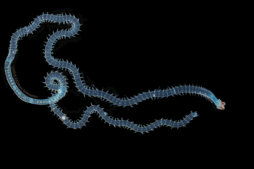 Gossamer worm • MBARI