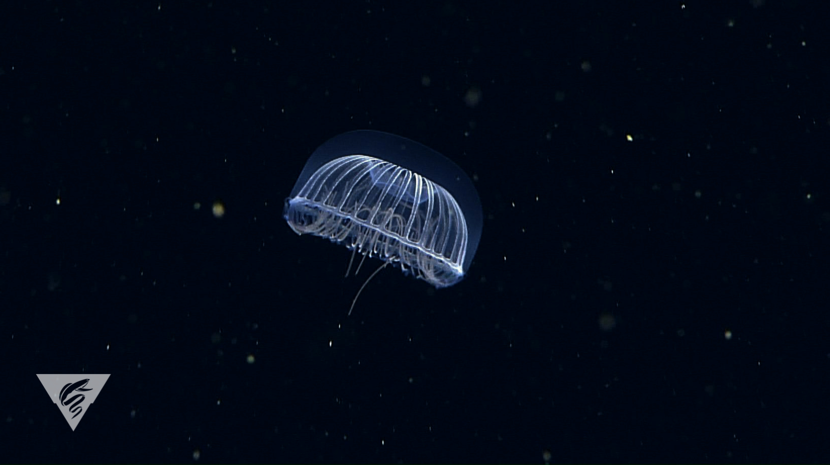 Deep-Sea Respiration Expedition 2018 - Log 4 • MBARI