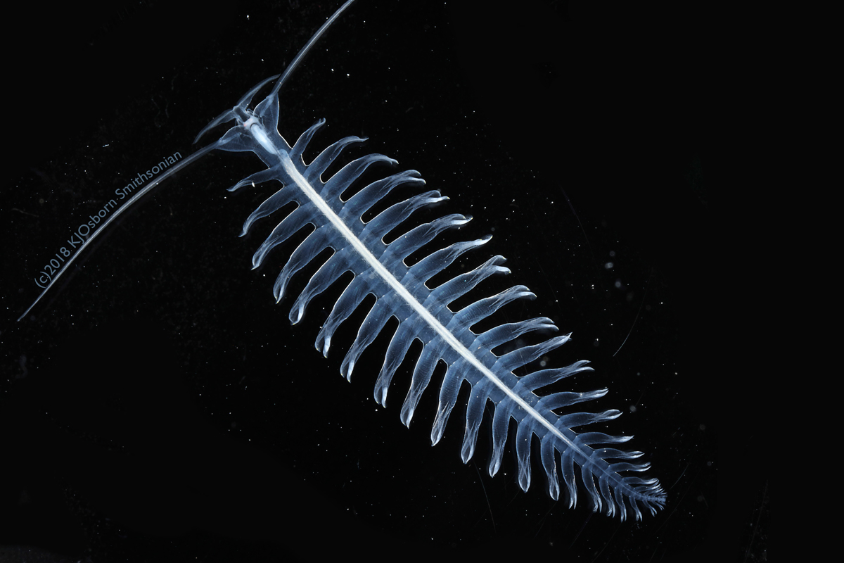 Deep-Sea Respiration Expedition 2018 - Log 2 • MBARI