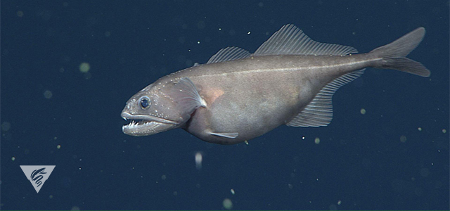 Deep-Sea Respiration Expedition 2018 - Log 3 • MBARI