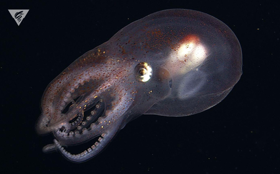 Midwater Ecology Expedition 2018 - Log 1 • MBARI