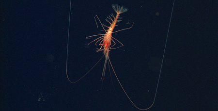 “Zombie” shrimp play dead to avoid being eaten • MBARI