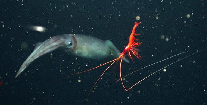 “Zombie” shrimp play dead to avoid being eaten • MBARI