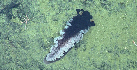 Five new species of sea slugs found in the ocean depths • MBARI