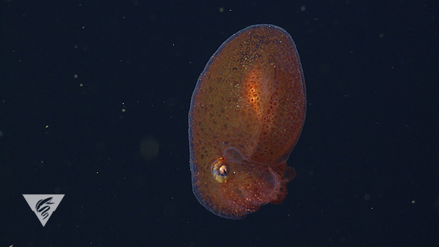 Midwater Ecology Expedition Spring 2019 - Log 3 • MBARI