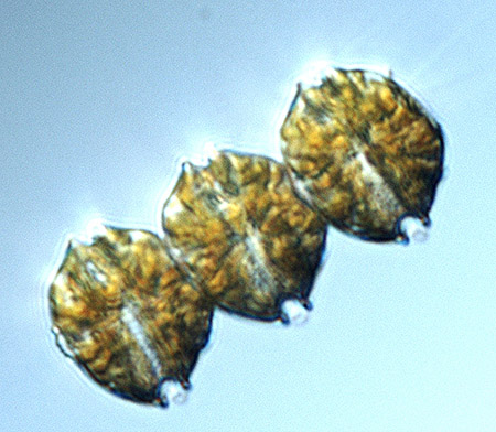 Flash dance: Identifying marine organisms by their glow • MBARI