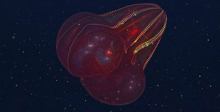 Annual report showcases MBARI discoveries, research, and technology • MBARI