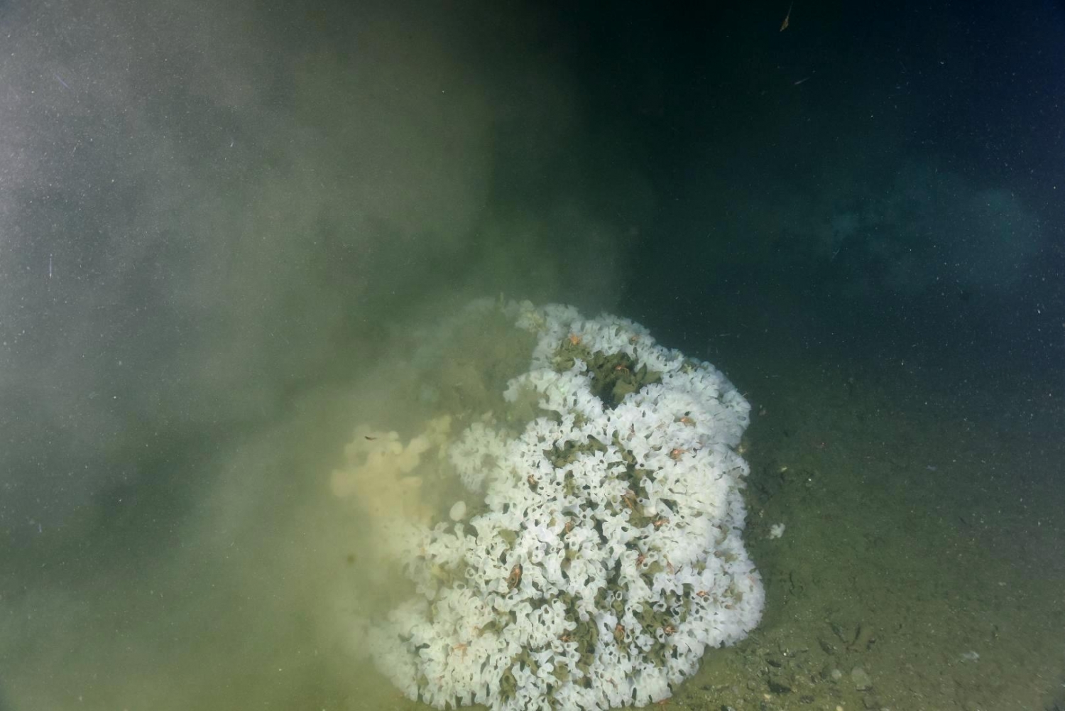 Fishing activity near marine protected areas affects the feeding ...