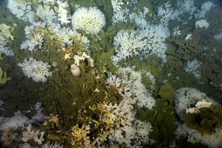 Fishing activity near marine protected areas affects the feeding ...