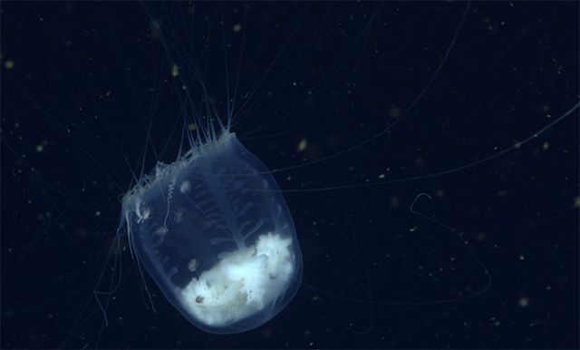 Midwater Ecology Expedition Summer 2019 - Log 5 • MBARI