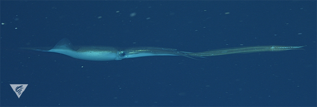 Midwater Ecology Expedition Summer 2019 - Log 3 • MBARI