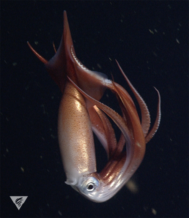 Midwater Ecology Expedition Summer 2019 - Log 3 • MBARI