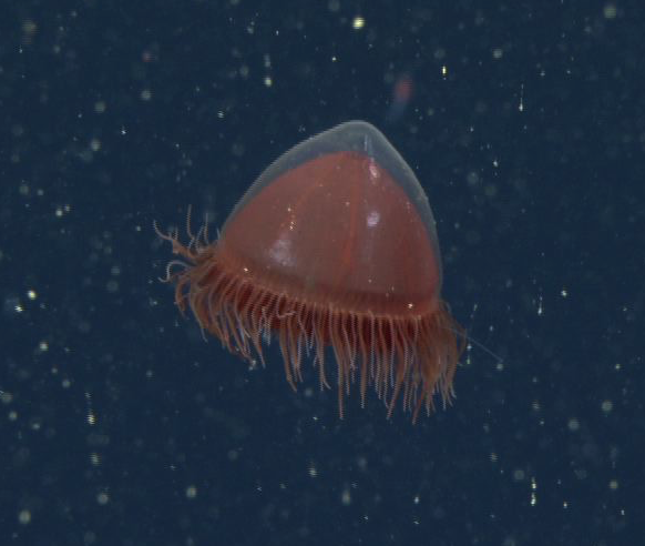 Midwater Ecology Expedition Summer 2019 - Log 5 • MBARI