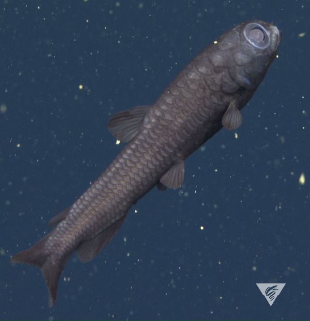 Midwater Ecology Expedition Summer 2019 - Log 1 • MBARI