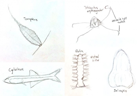 Bioluminescence Expedition - Log 2 • MBARI