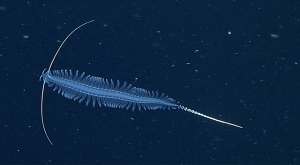 Gossamer worm • MBARI
