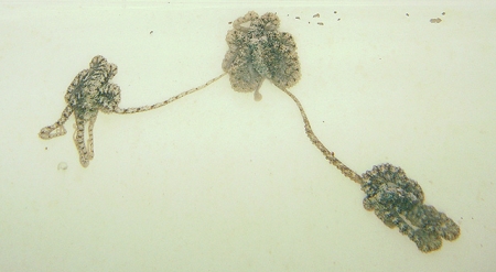 16 things you probably didn’t know about cephalopod sex • MBARI